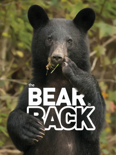 The Bear is Back