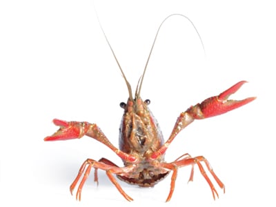 Crawfish: Myth and Reality