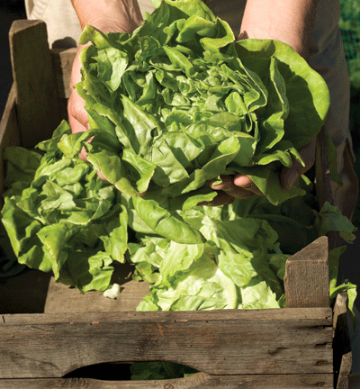 Lettuce Do Lunch