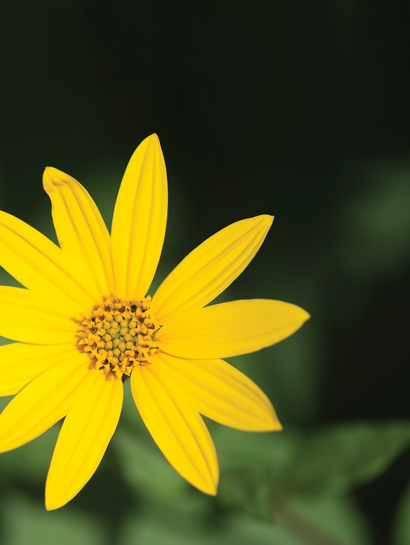 Perennial Sunflowers