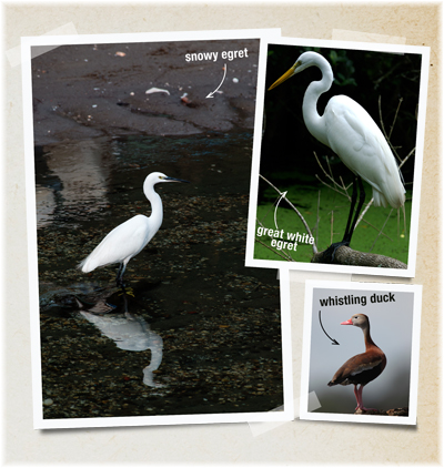 Swamp Birding in Lake Martin