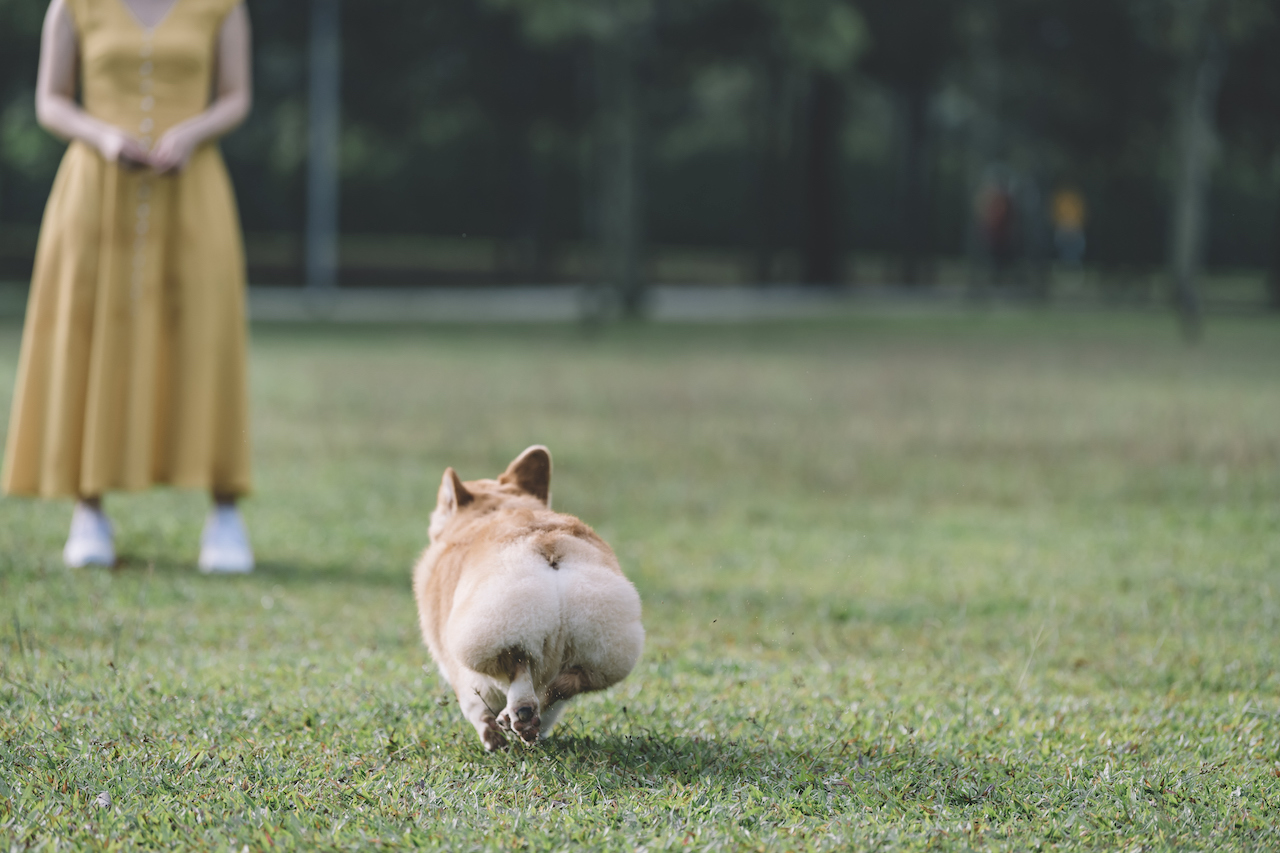 Corgis in the Rearview