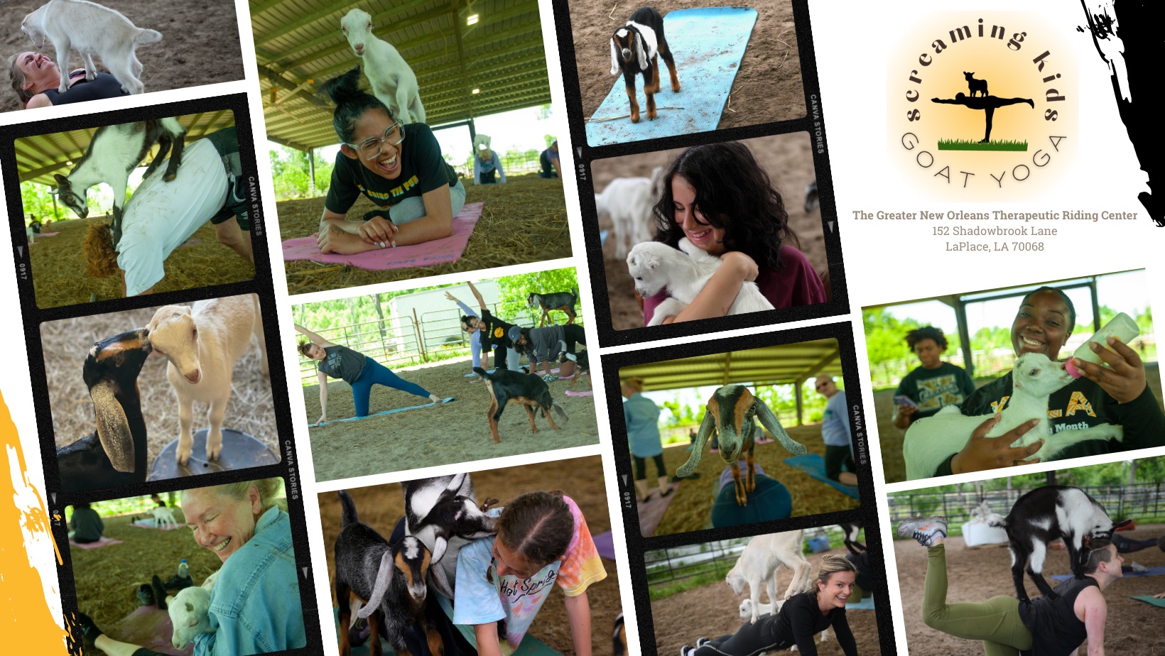Find Inner Zen with Screaming Kids Goat Yoga